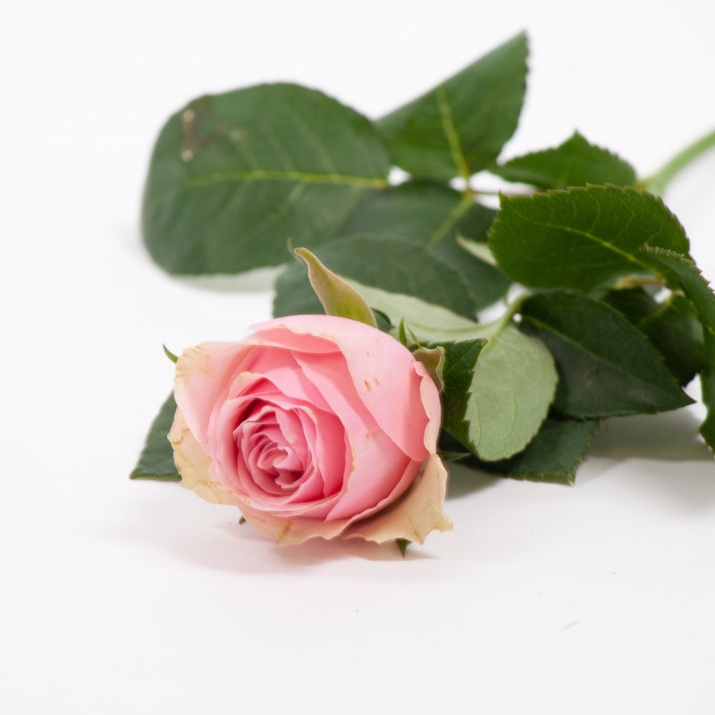 Ruusu, vaaleanpunainen